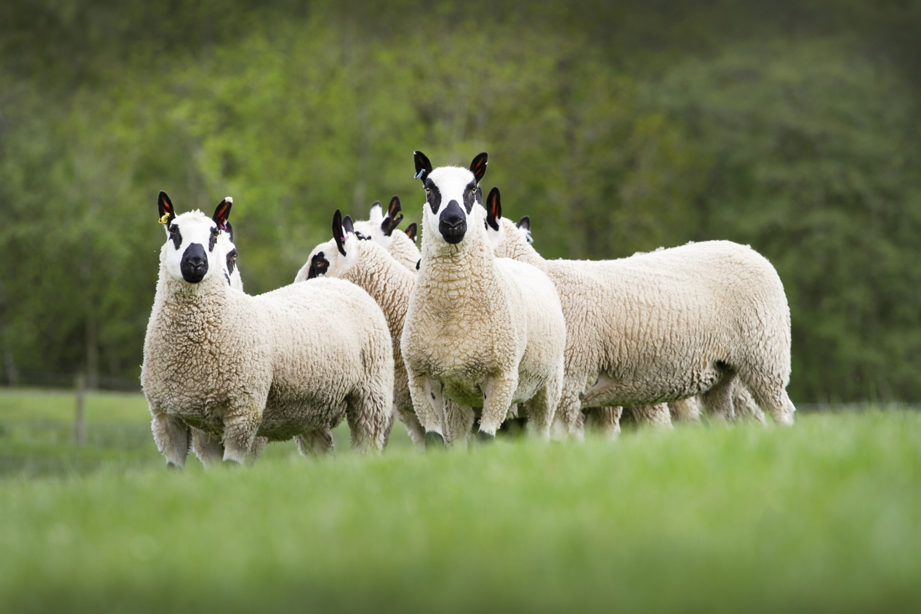 Ear Tags – Kerry Hill Sheep Society