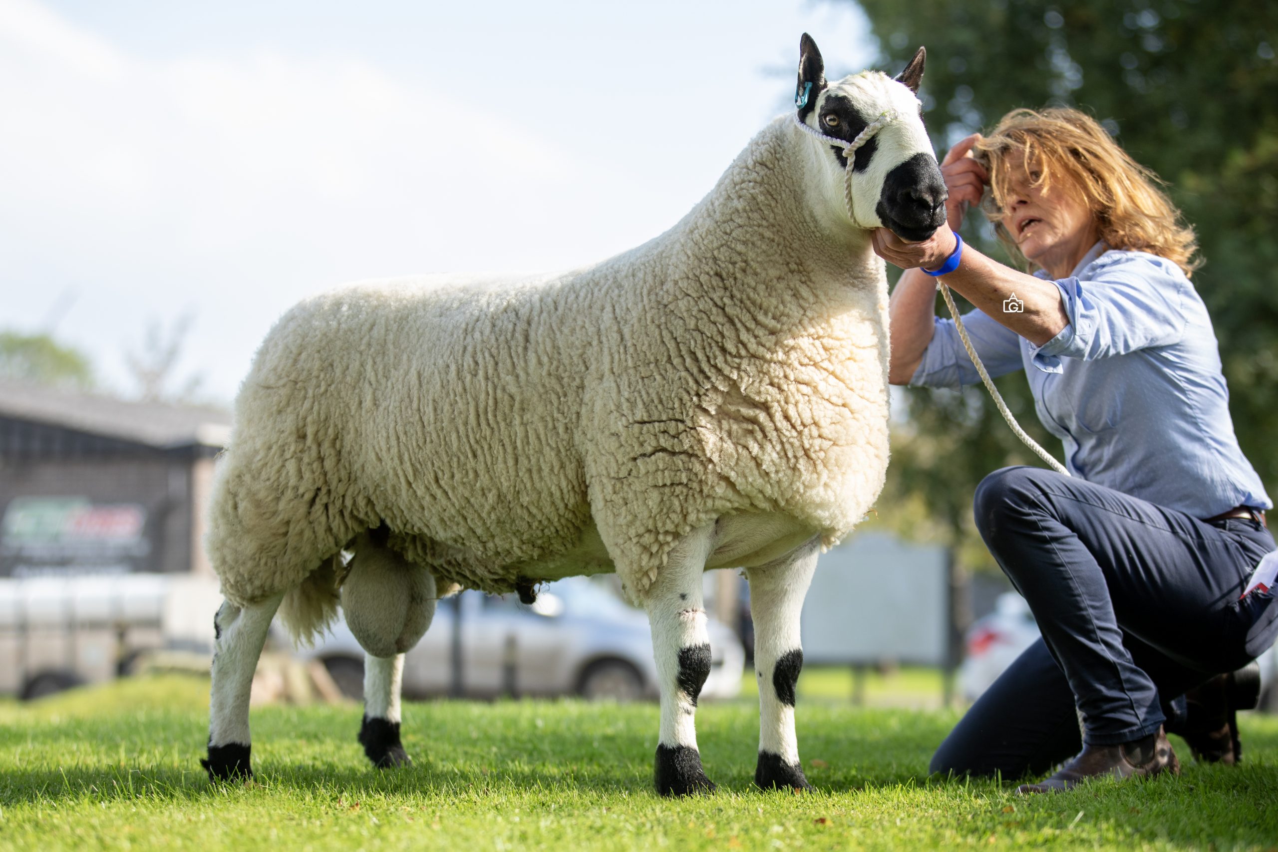 Kerry Hill Sheep Society – kerryhillsheepsociety.com